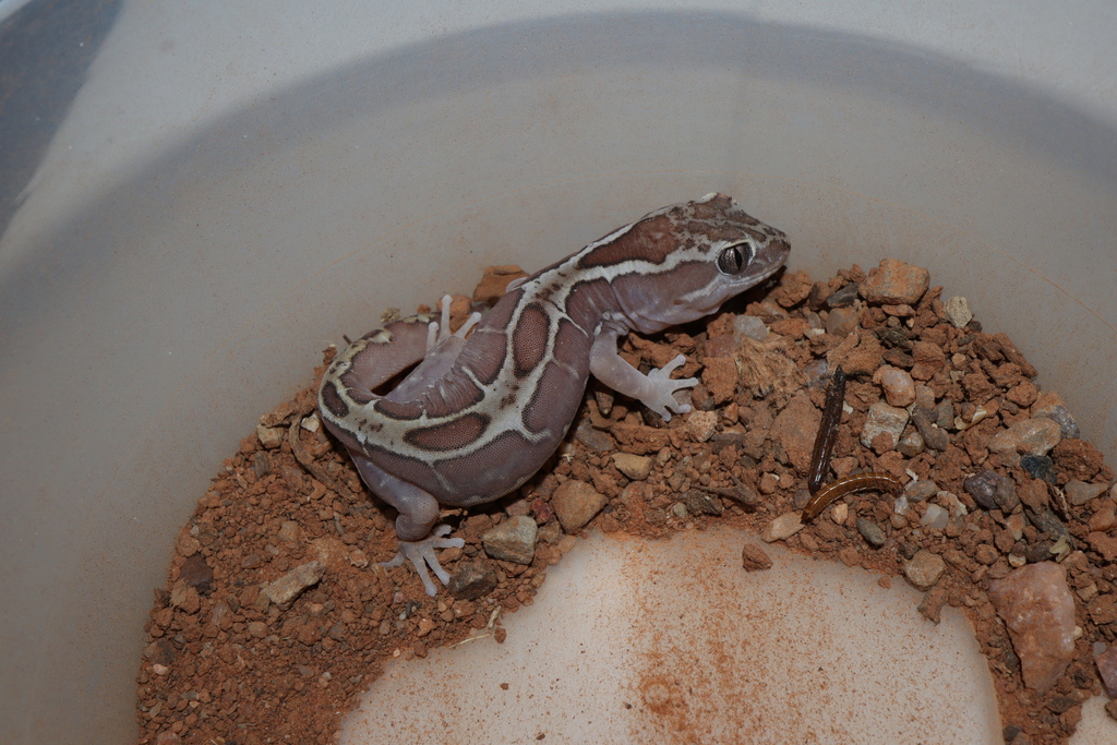 Box-patterned Gecko from Fowlers Gap NSW 2880, Australia on March 23 ...