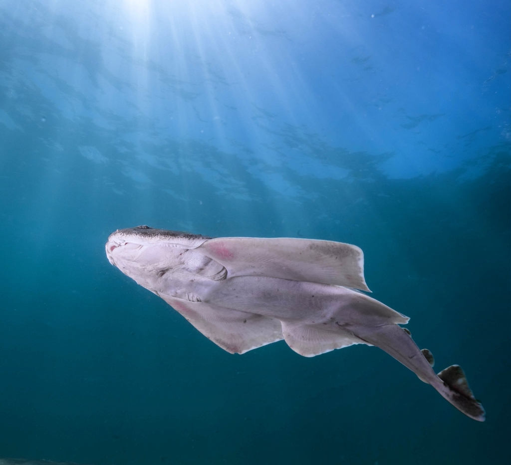 Australian Angelshark from 4 Gale St, Aspendale VIC 3195, Australia on ...