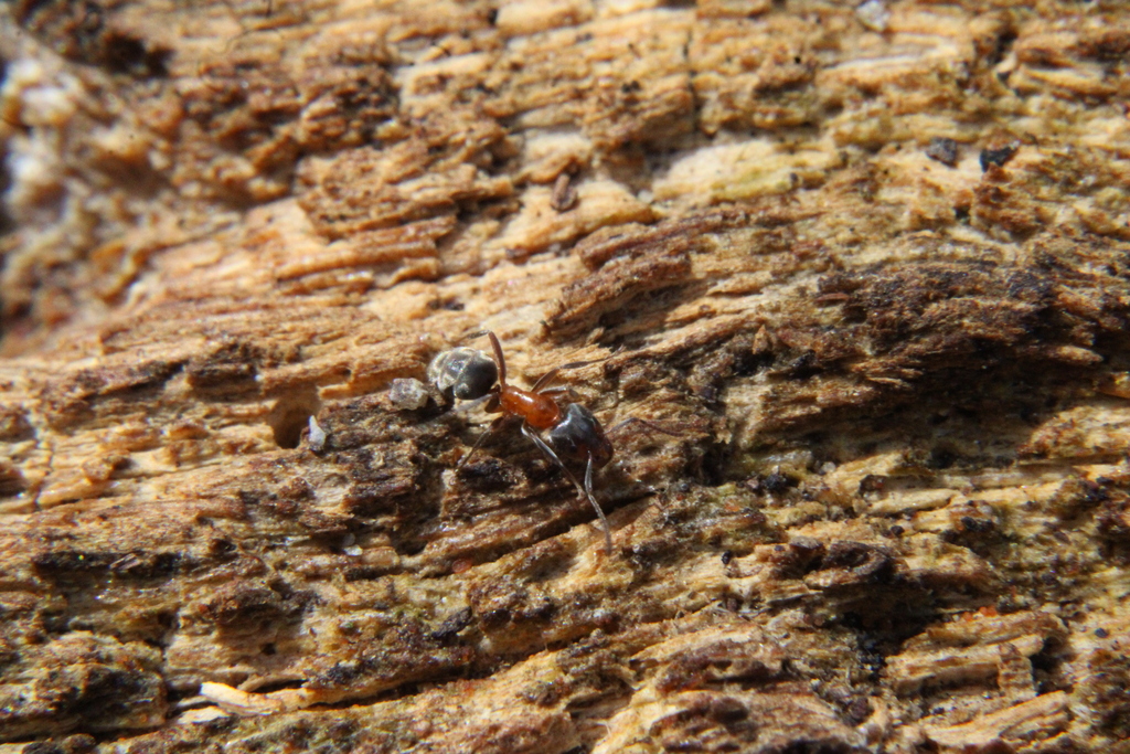 Western Velvety Tree Ant from Golden Hills, CA 93561, USA on March 31 ...