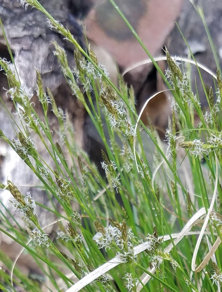 white-tinged sedge from Webster Groves, MO, USA on March 31, 2023 at 01 ...