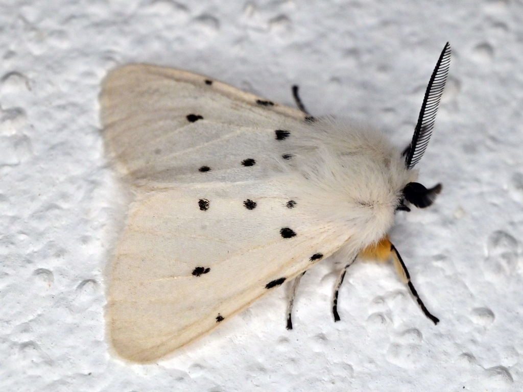 Muslin Moth from 00060 Belvedere RM, Italia on April 1, 2023 at 12:50 ...