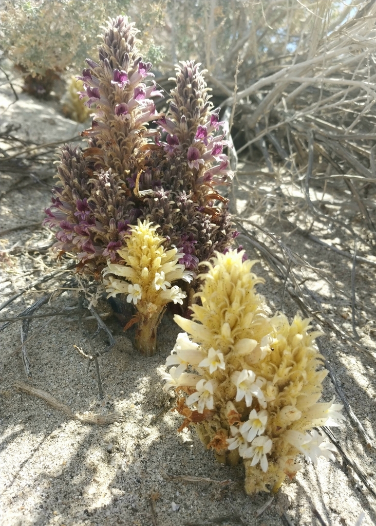 desert broomrape from Borrego Springs, CA 92004, USA on March 31, 2023 ...