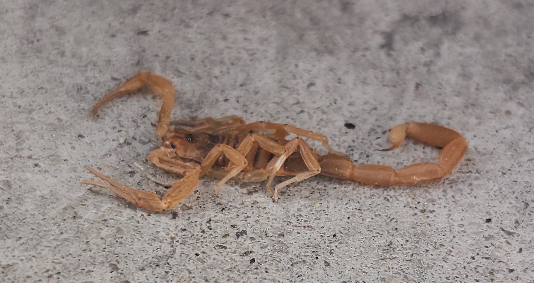 Centruroides sculpturatus Ewing, 1928