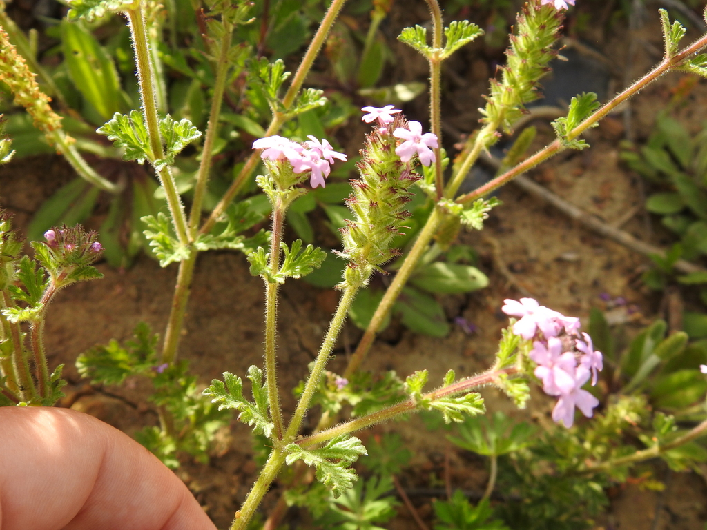 Dwarf Verbena from Flower Mound, TX, USA on March 31, 2023 at 06:05 PM ...