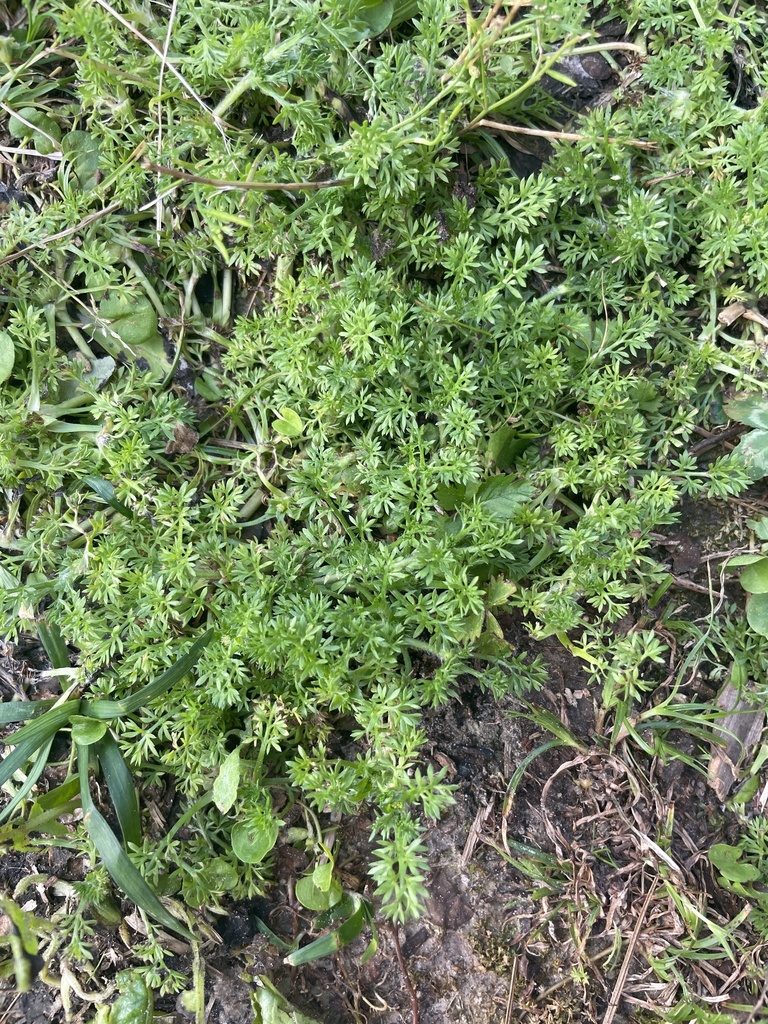 common soliva from Chinquapin Dr, DeRidder, LA, US on March 27, 2023 at ...