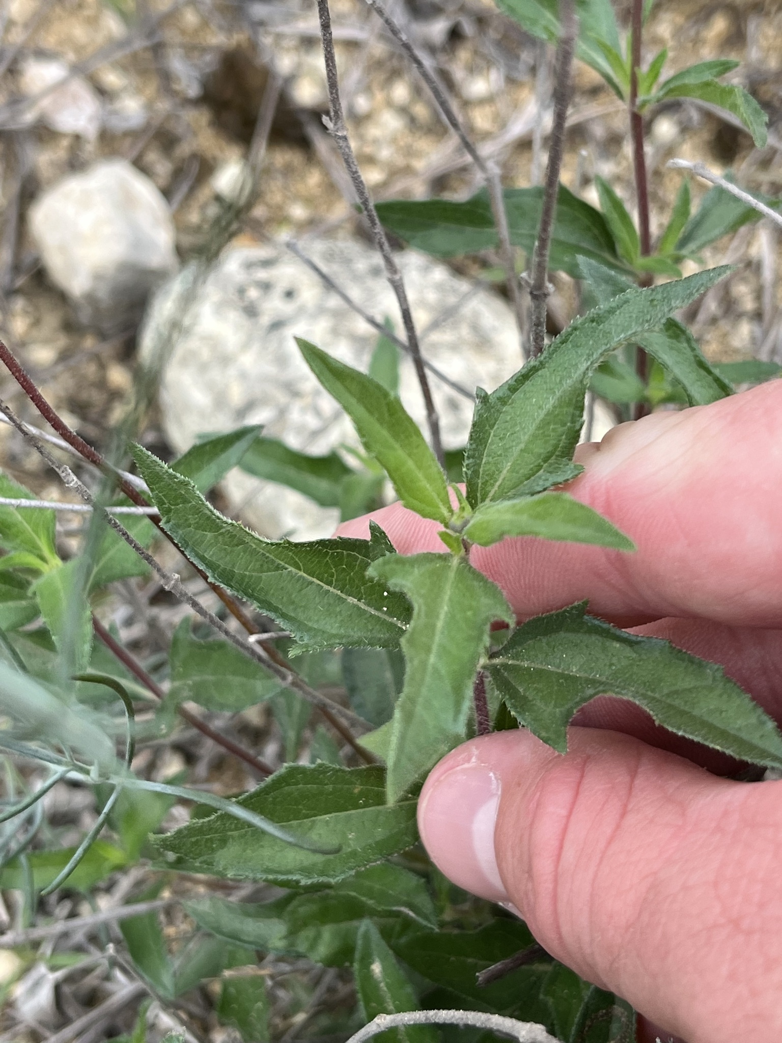Wedelia acapulcensis var. hispida (Kunth) Strother