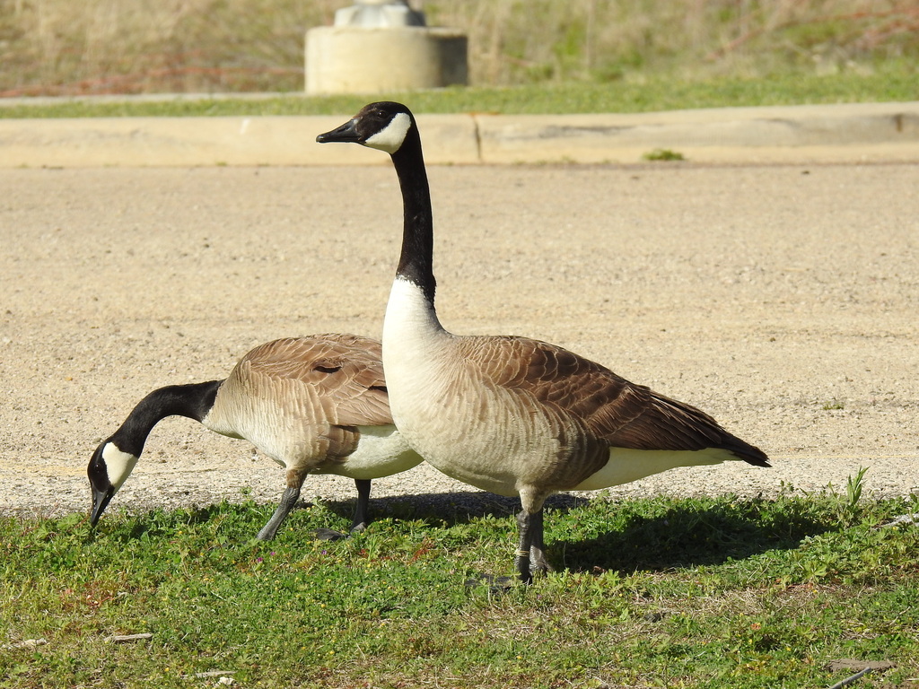 Canada Goose from Flower Mound, TX, USA on March 31, 2023 at 04:58 PM ...