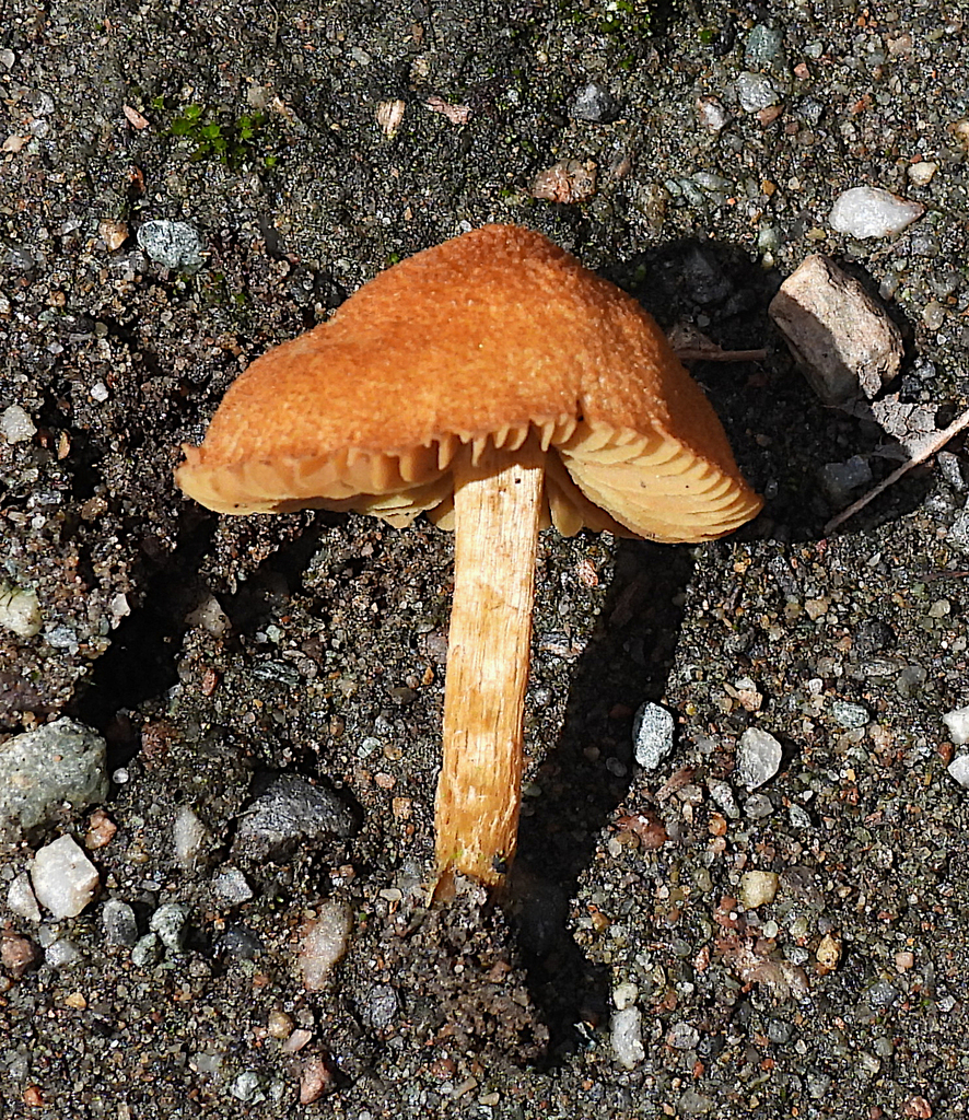 Webcaps from Jinker Track, Arana Hills, Brisbane QLD, Australia on ...
