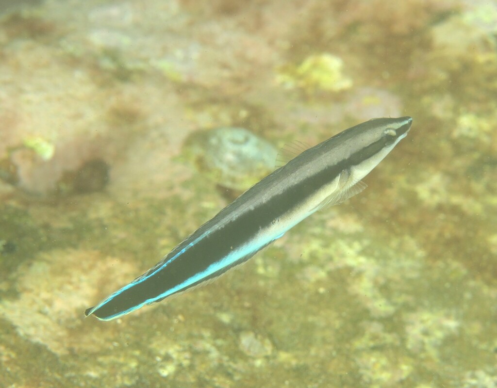 False Cleanerfish from 1 Bower Ln, Manly NSW 2095, Australia on April ...