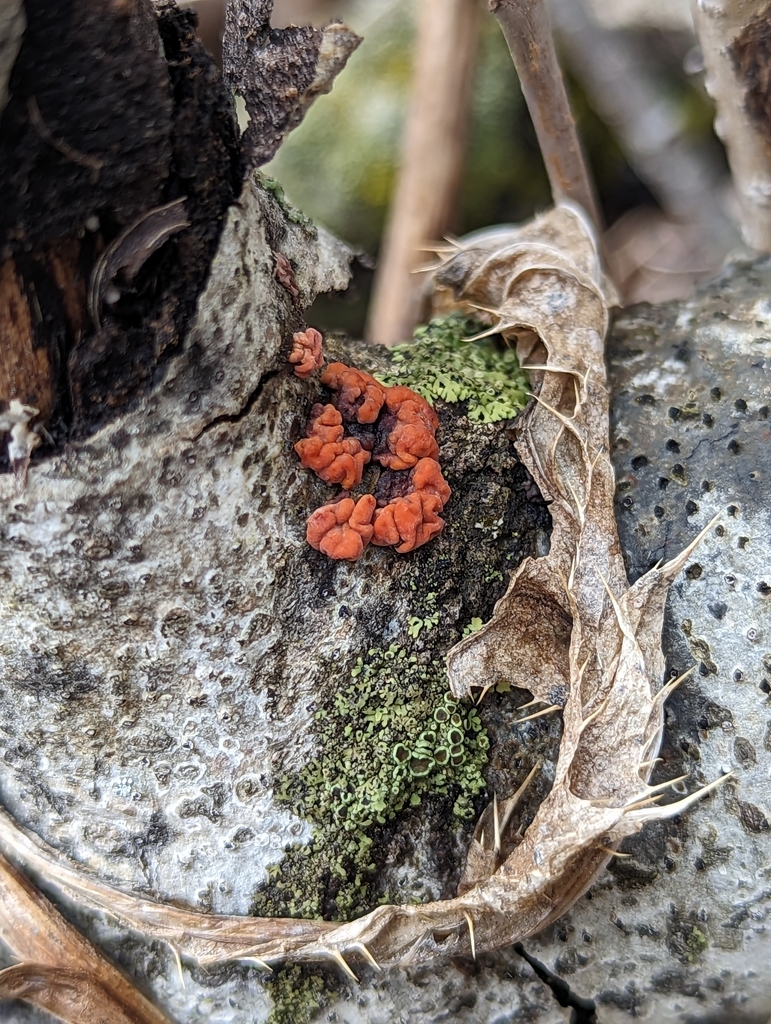 Red Tree Brain Fungus from Ottawa, WI, USA on March 31, 2023 at 01:58 ...