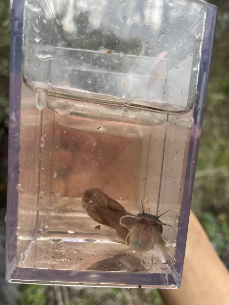 Tadpole Madtom in March 2023 by harrier · iNaturalist