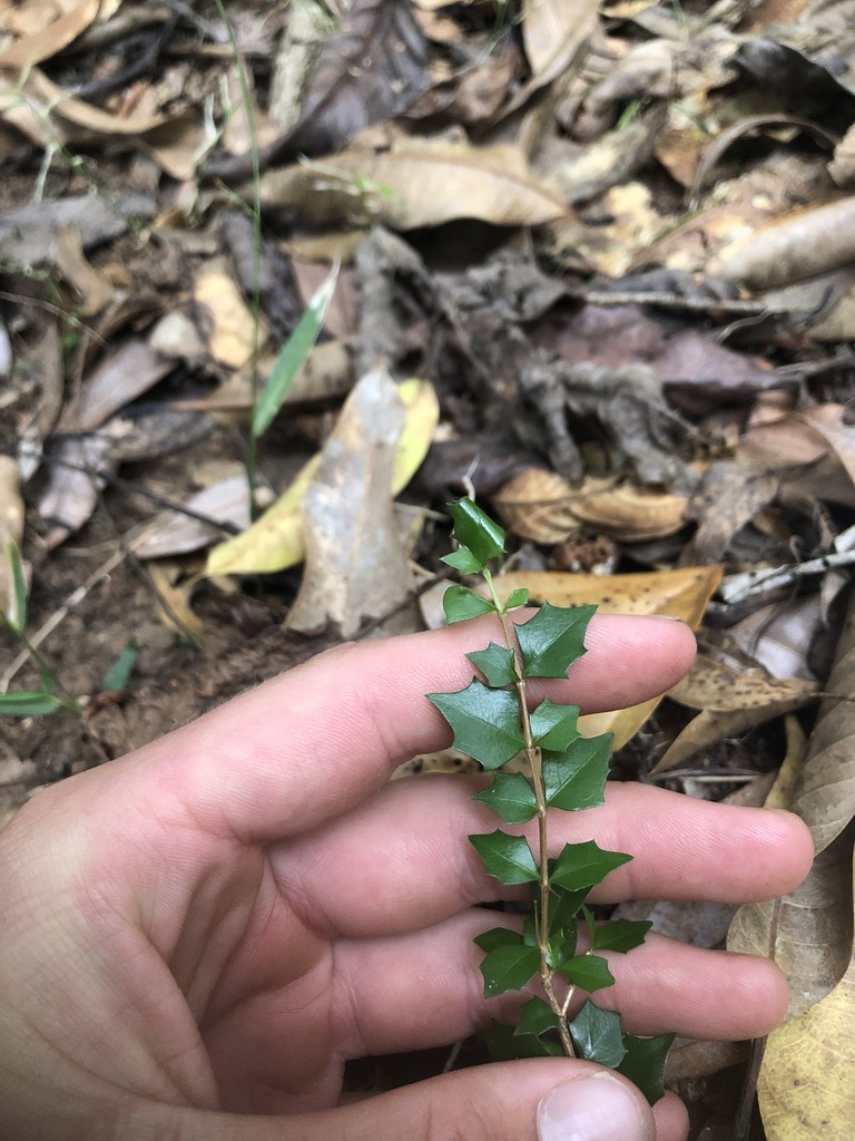samford holly from Eudlo School Rd, Eudlo, QLD, AU on April 1, 2023 at ...