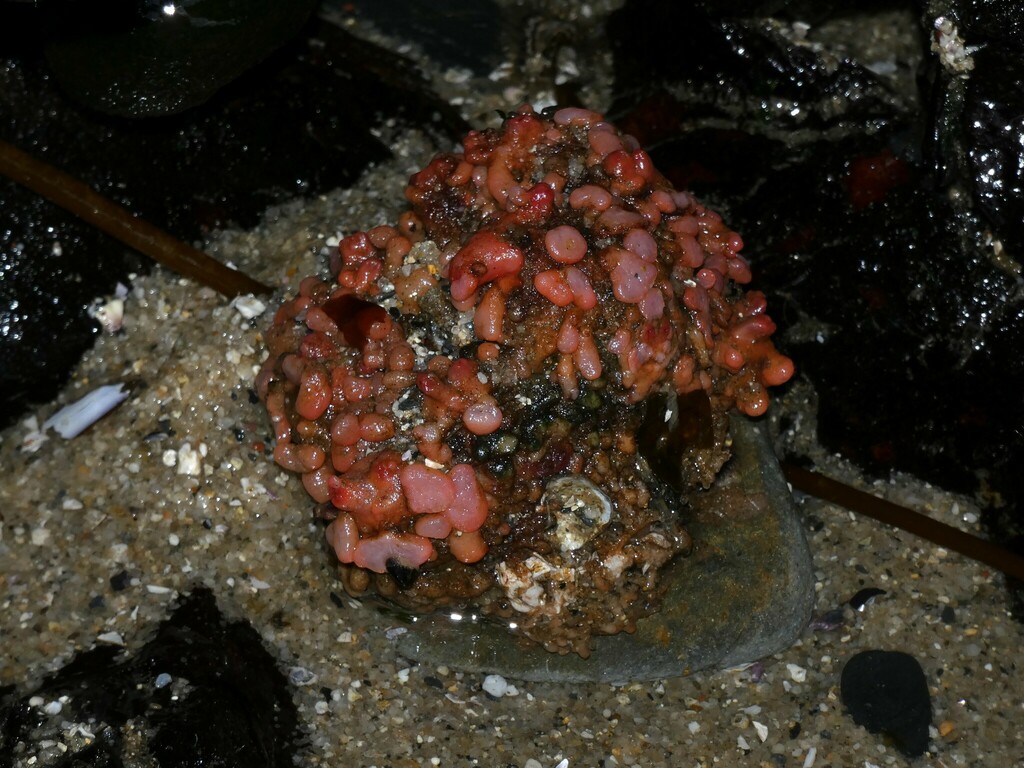 Pyura chilensis from Punta de Parra, Tomé, Región del Bío-Bío, Chile ...