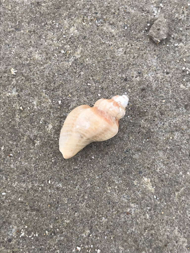 Dim Rocksnail from 5986 Sandspit Rd, Goleta, CA 93117, USA on March 31 ...