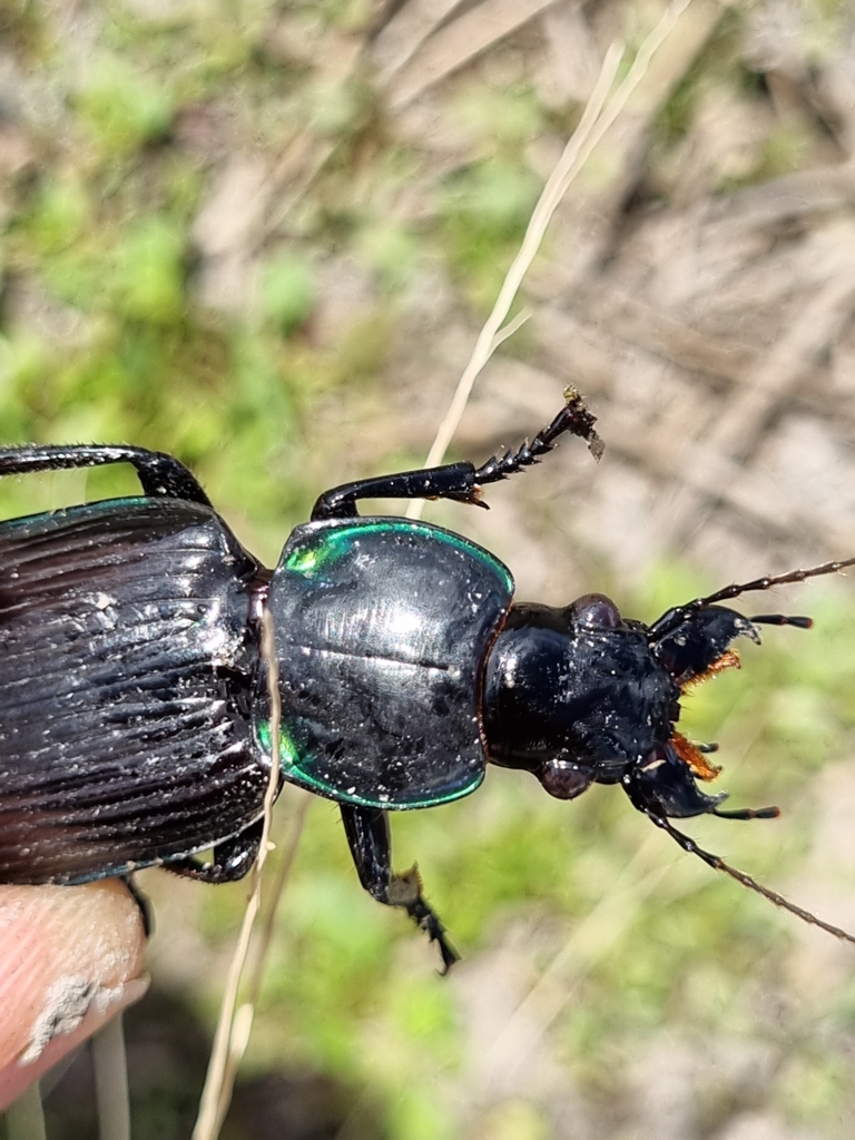 Catadromus from Numurkah VIC 3636, Australia on April 01, 2023 at 01:53 ...