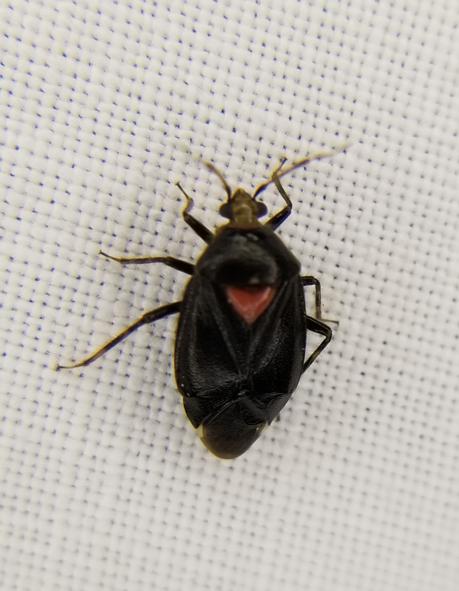 Deraeocoris sayi (Reuter, 1876)