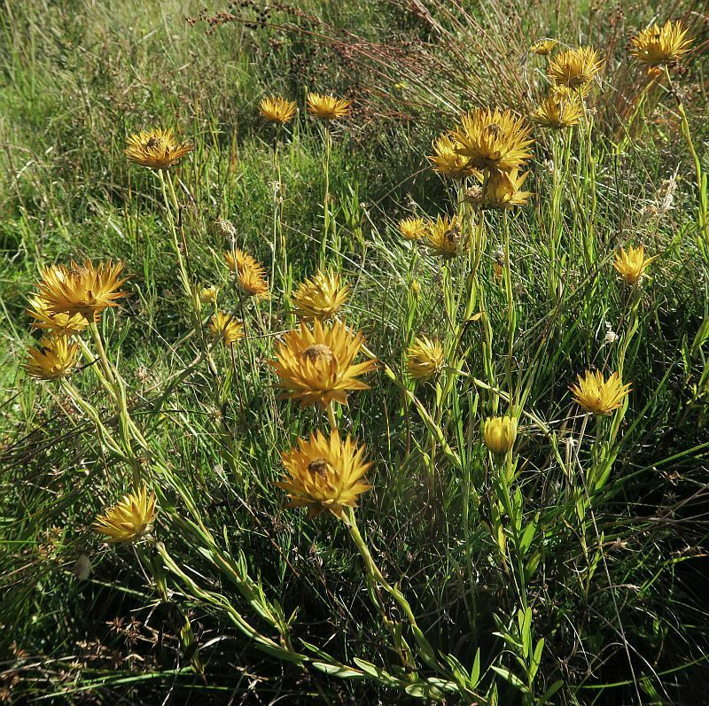 Xerochrysum from Glen Allen NSW 2631, Australia on March 31, 2023 at 08 ...