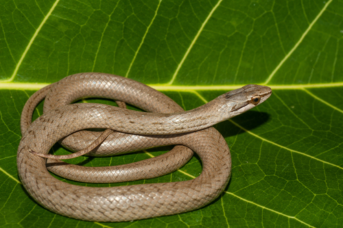 Cuban Racer (Cubophis cantherigerus) - Snakes and Lizards