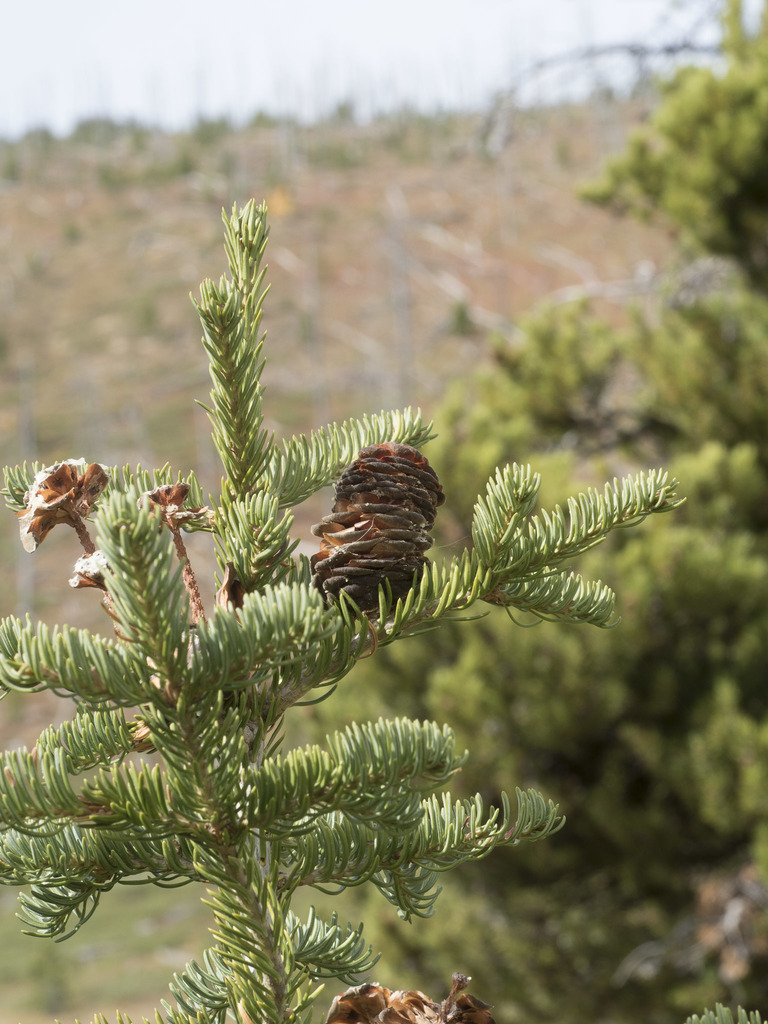 subalpine fir (Handbook for the Native Trees of Oregon) · iNaturalist