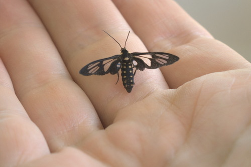 Ceryx puncta · iNaturalist