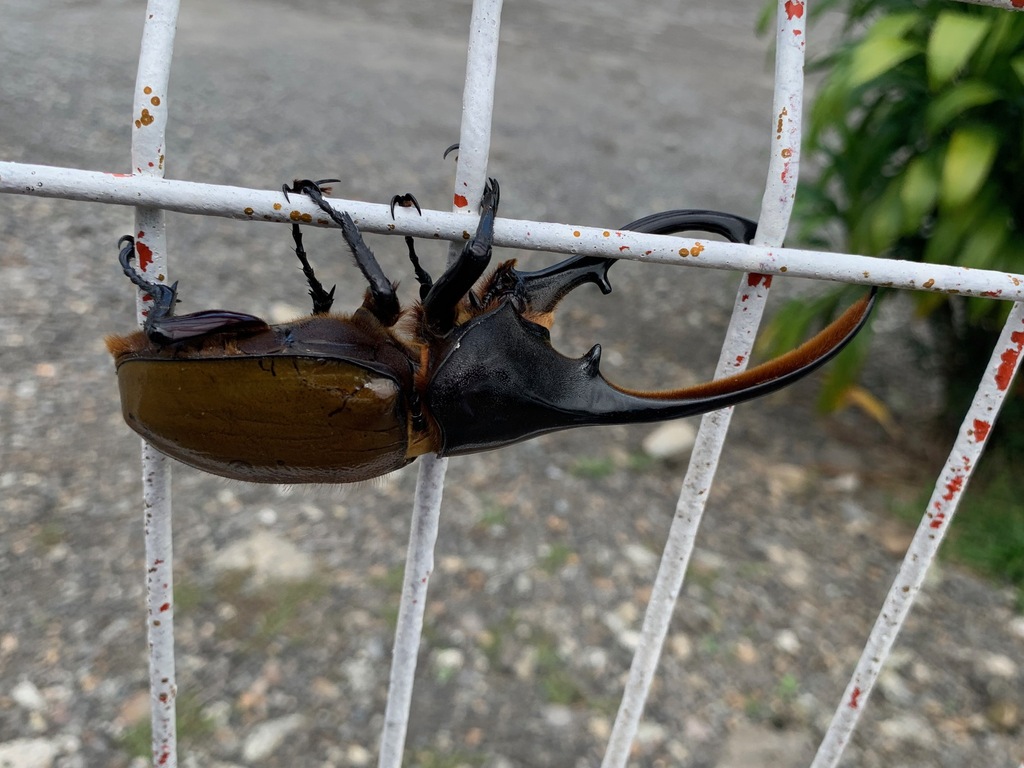 Central American Hercules Beetle from Limón Province, Guapiles, Costa ...