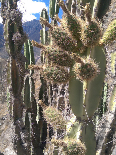 Armatocereus riomajensis · iNaturalist