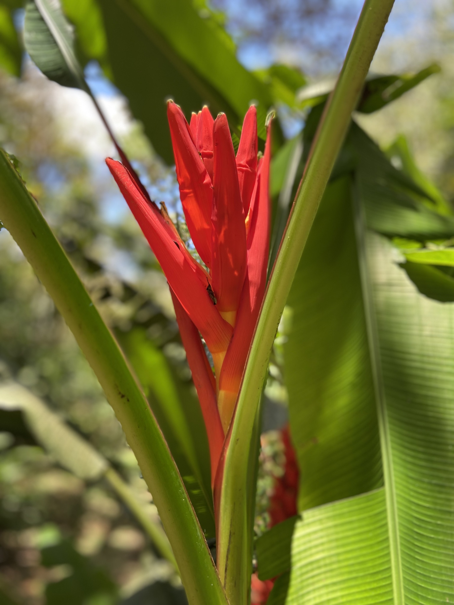 Musa coccinea Andrews