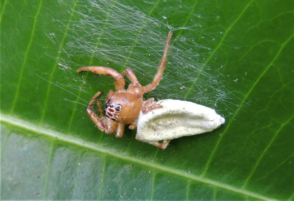 Green Jumping Spider from Proserpine QLD 4800, Australia on April 1 ...