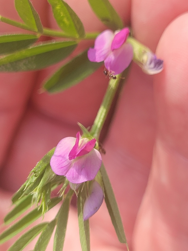 Common Vetch from San Felipe, TX, USA on March 31, 2023 at 05:26 PM by ...