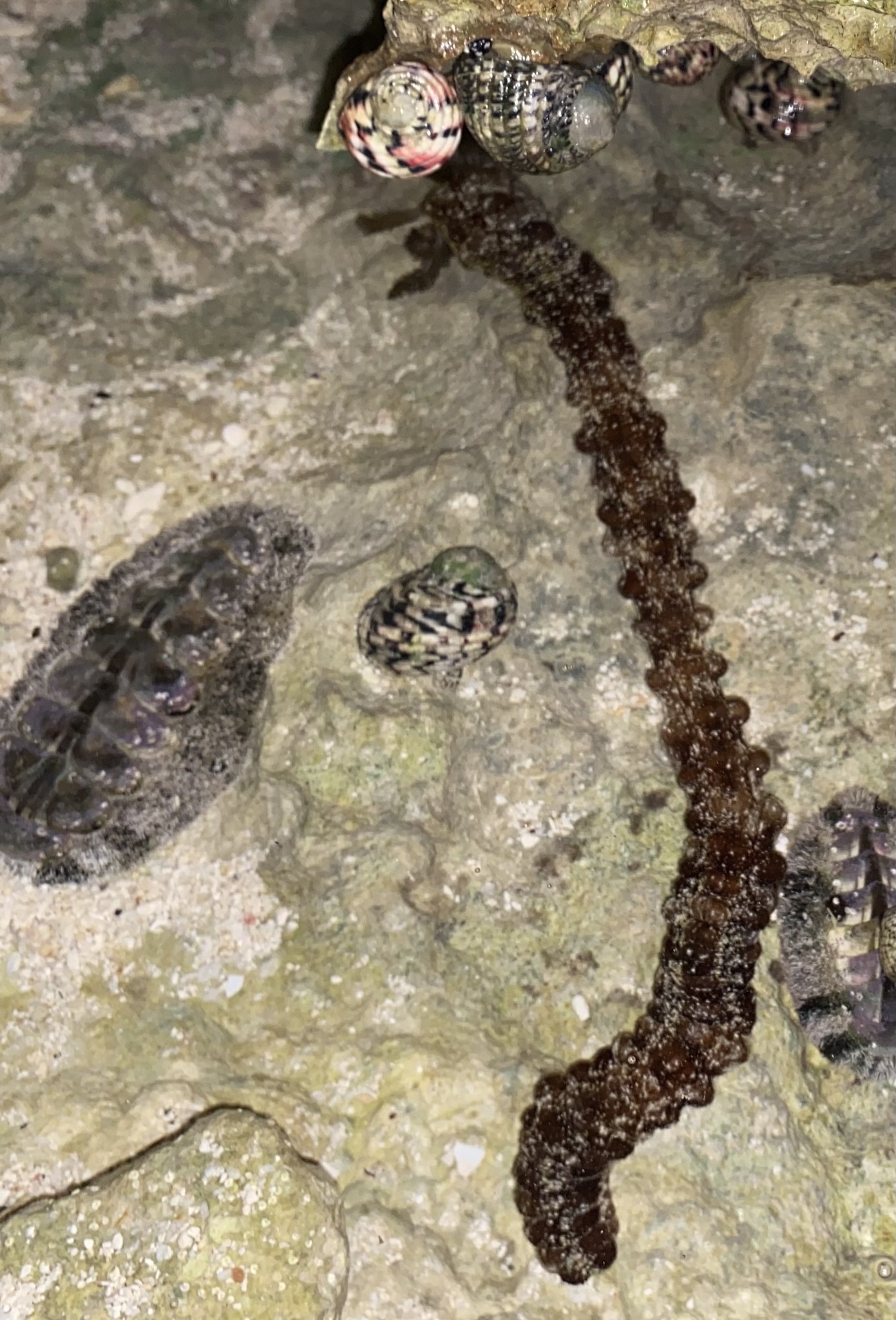 Euapta lappa (J.Müller, 1850)