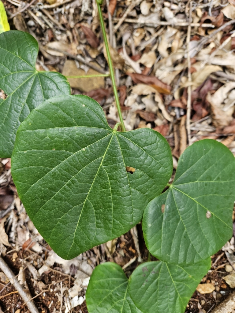 Big-Leaf Vine from Mount Glorious QLD 4520, Australia on April 01, 2023 ...
