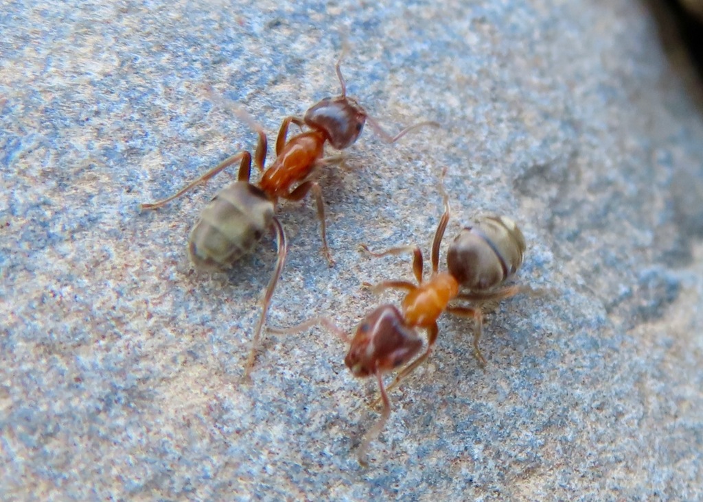 Western Velvety Tree Ant from Effie Yeaw NSA Carmichael, CA, USA on ...