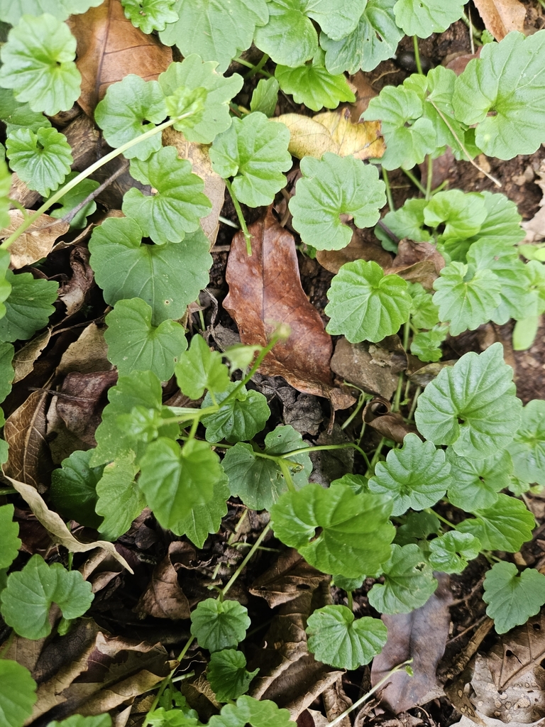 forest lobelia from Mount Glorious QLD 4520, Australia on April 01 ...
