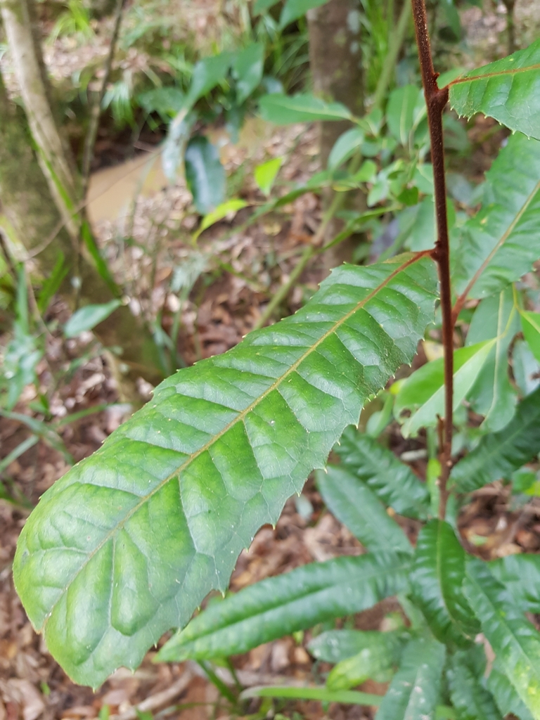 rusty helicia from Peachester QLD 4519, Australia on April 01, 2023 at ...