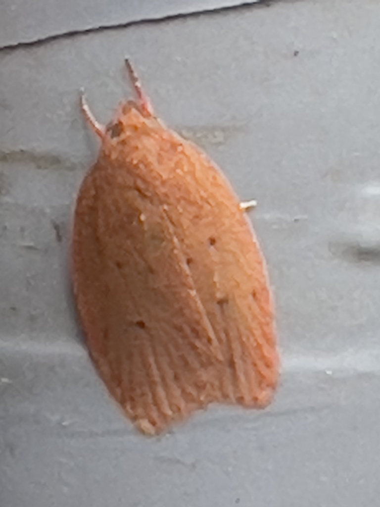 Prionocris acmaea from Mount Mellum Rd, Mount Mellum, QLD, AU on March ...