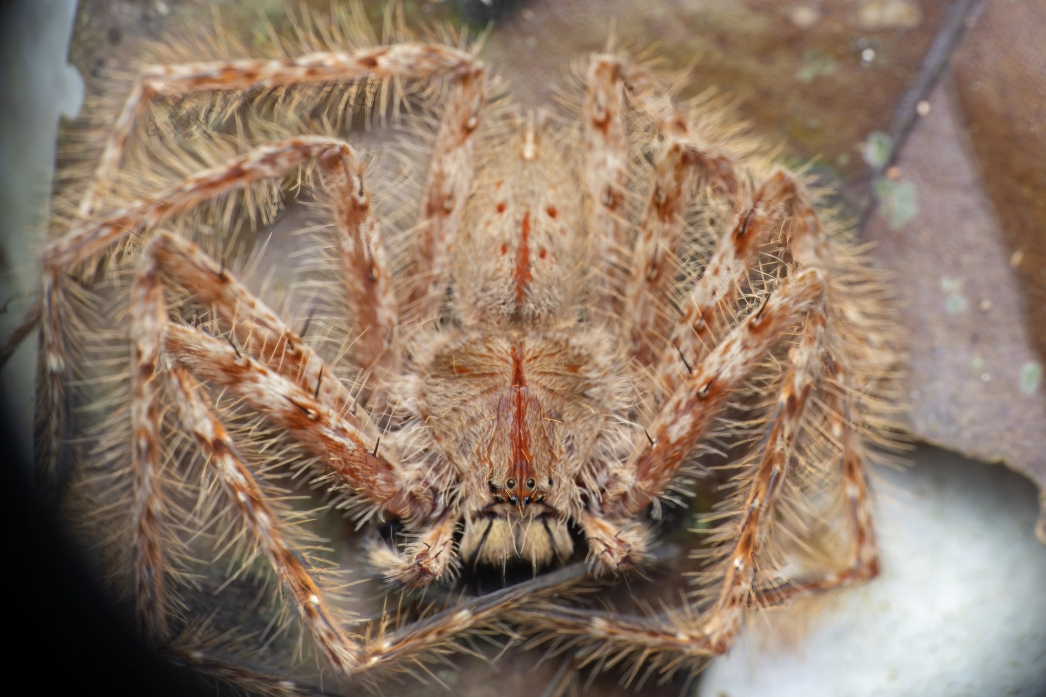Heteropoda davidbowie Jäger, 2008