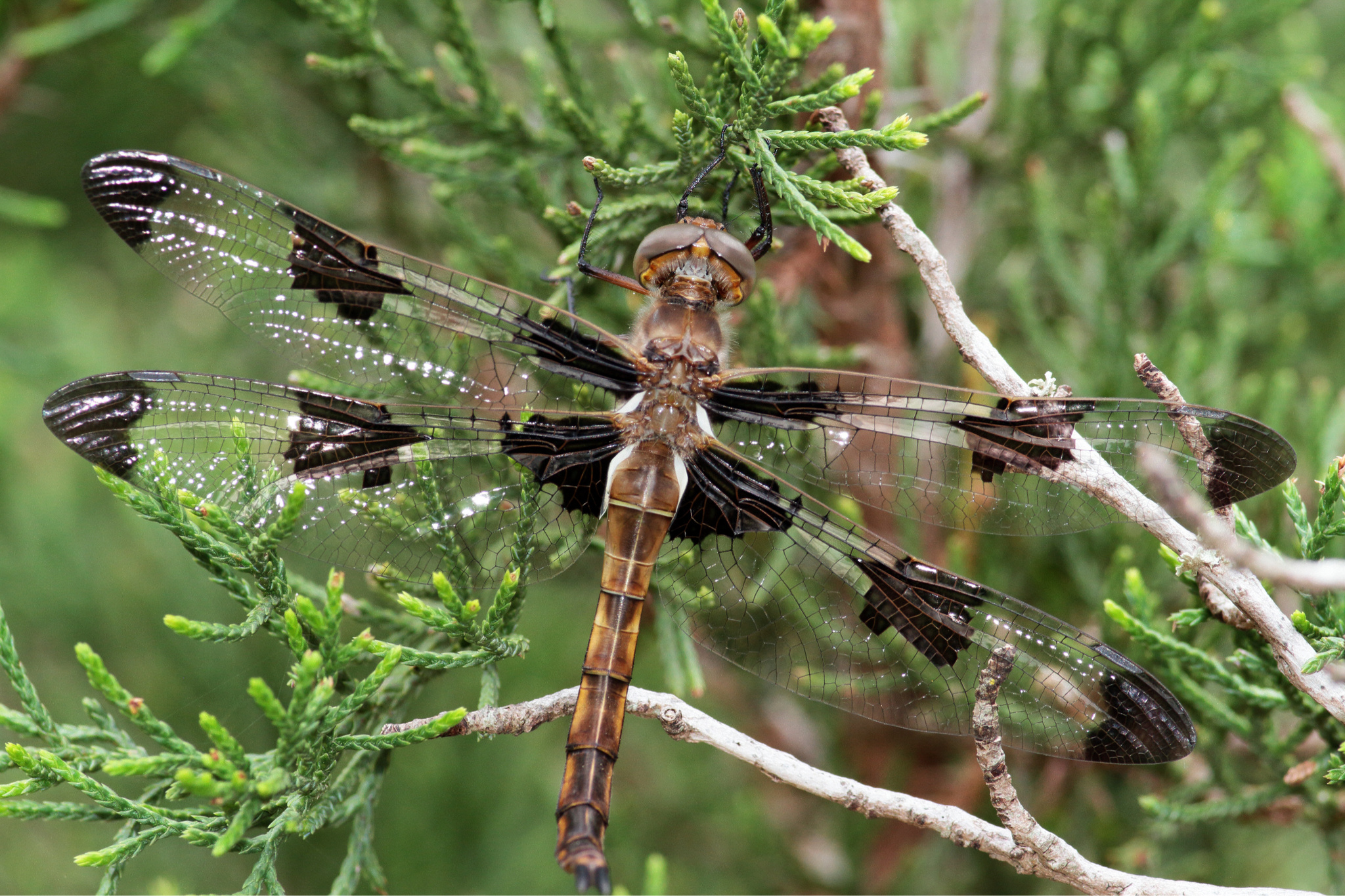 Epitheca princeps Hagen, 1861