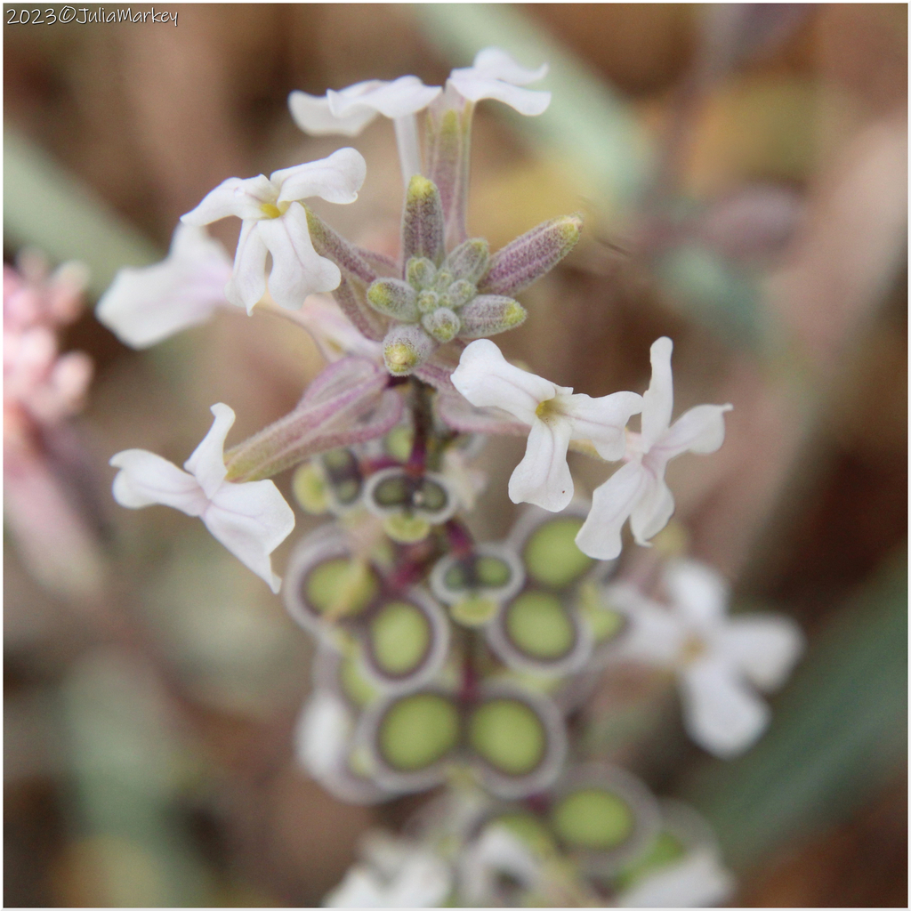 California shieldpod (Guia de Planta cercanas al Valle de Los Gigantes ...