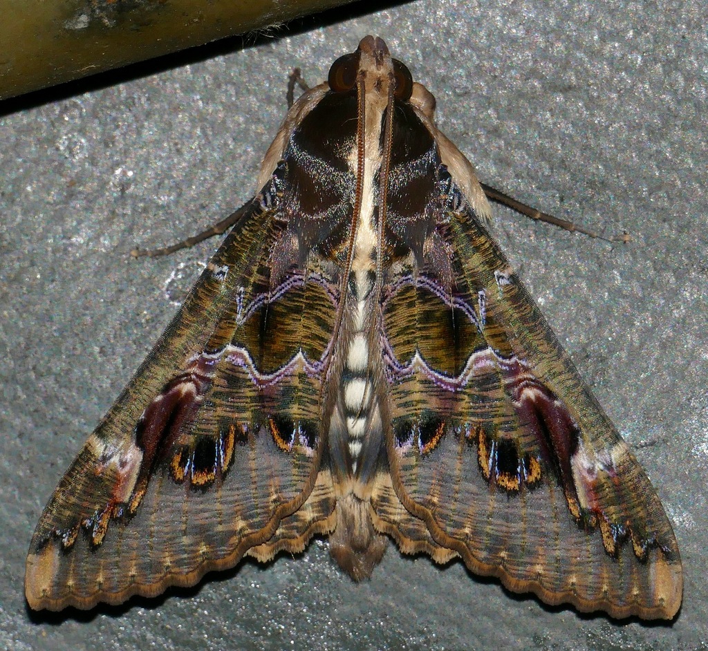 Sundowner moth (Moths and Butterflies of the Mfolozi River catchment ...