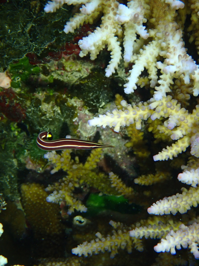 Striped Clingfish from Western Division, Fiji on March 24, 2023 at 12: ...
