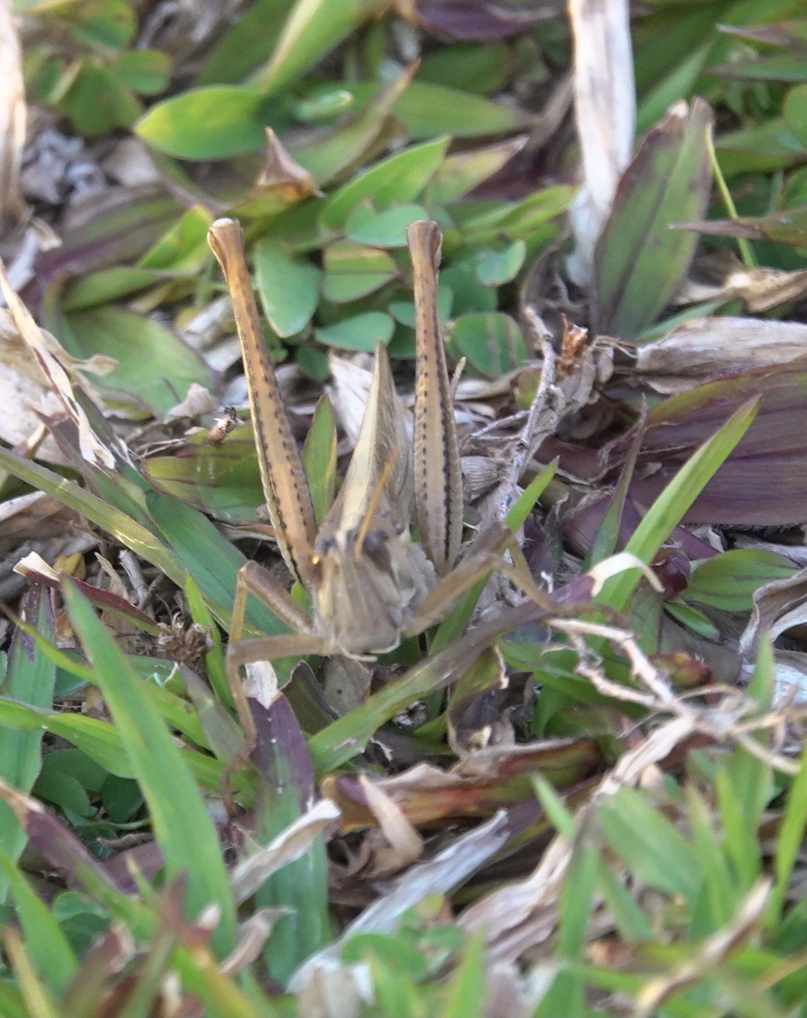 Patanga succincta (Johannson, 1763)