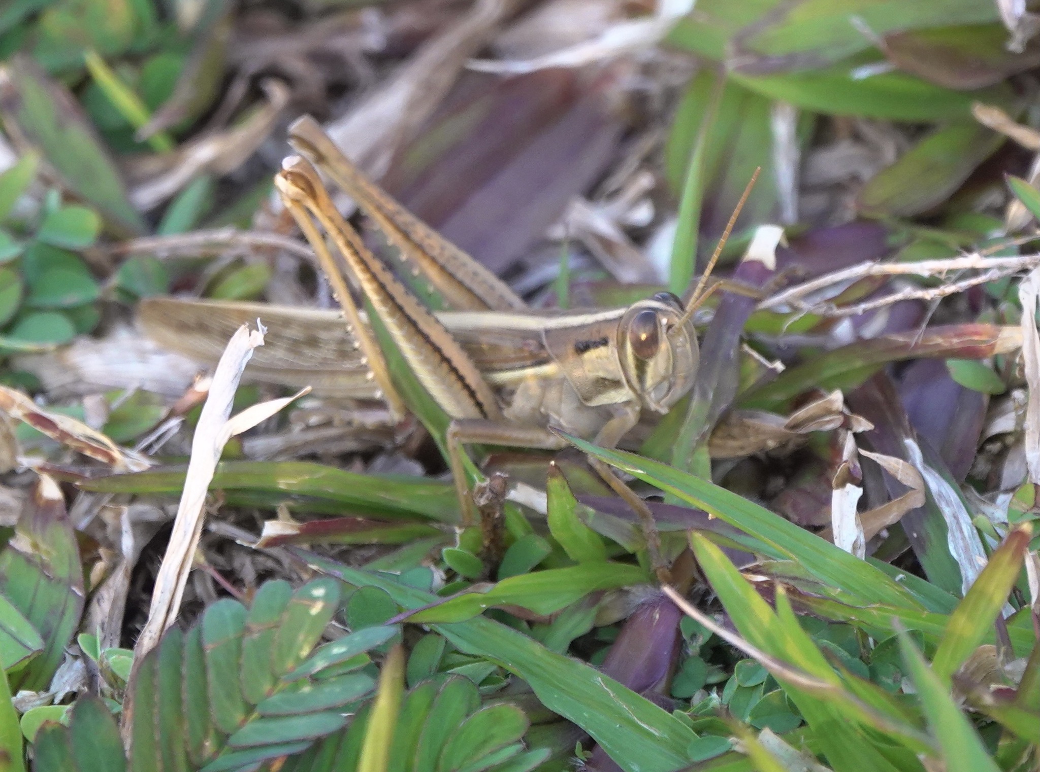 Patanga succincta (Johannson, 1763)