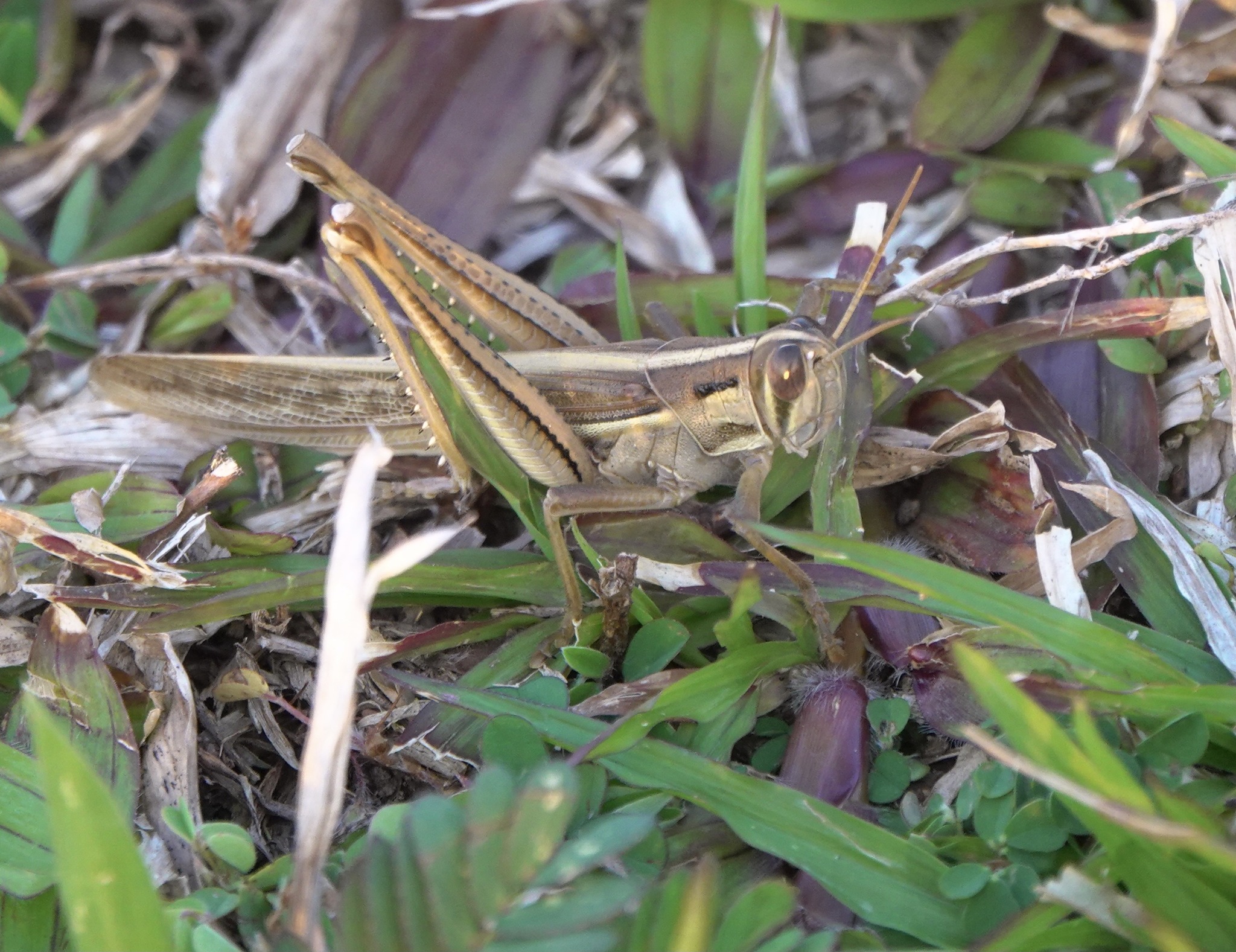 Patanga succincta (Johannson, 1763)