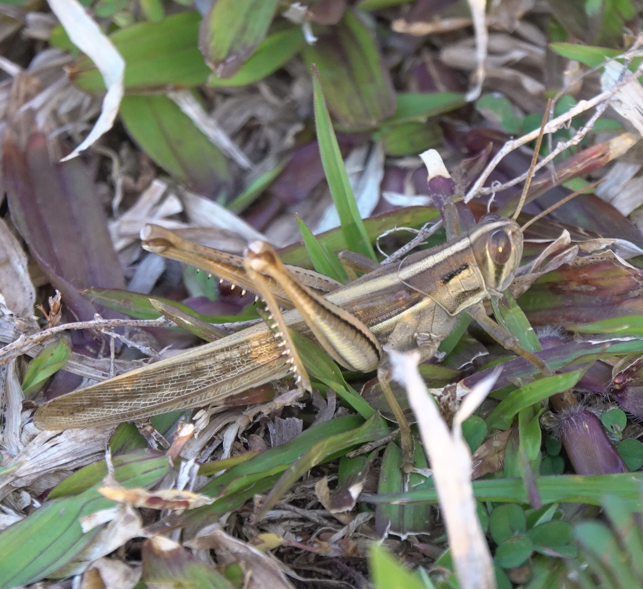 Patanga succincta (Johannson, 1763)