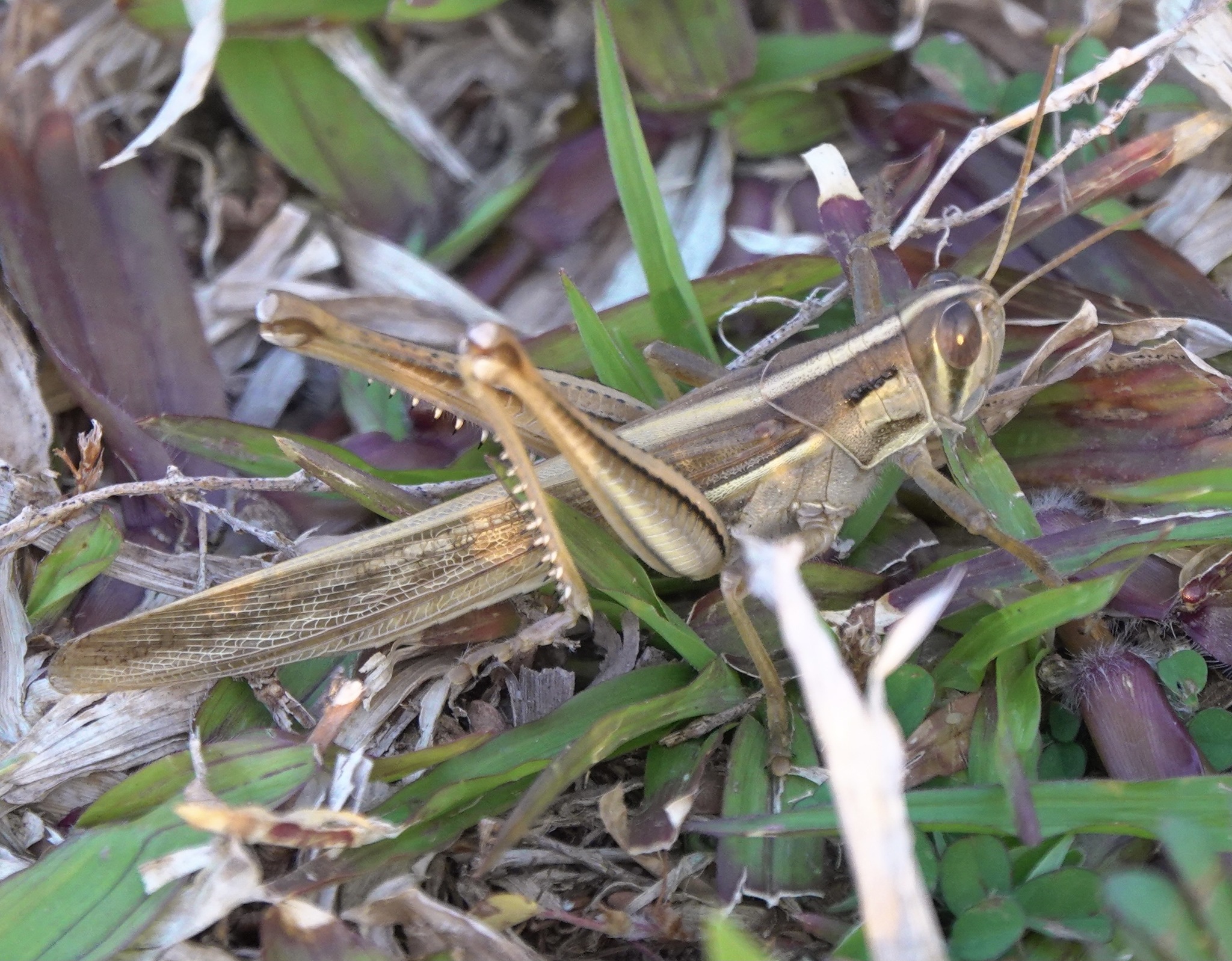 Patanga succincta (Johannson, 1763)