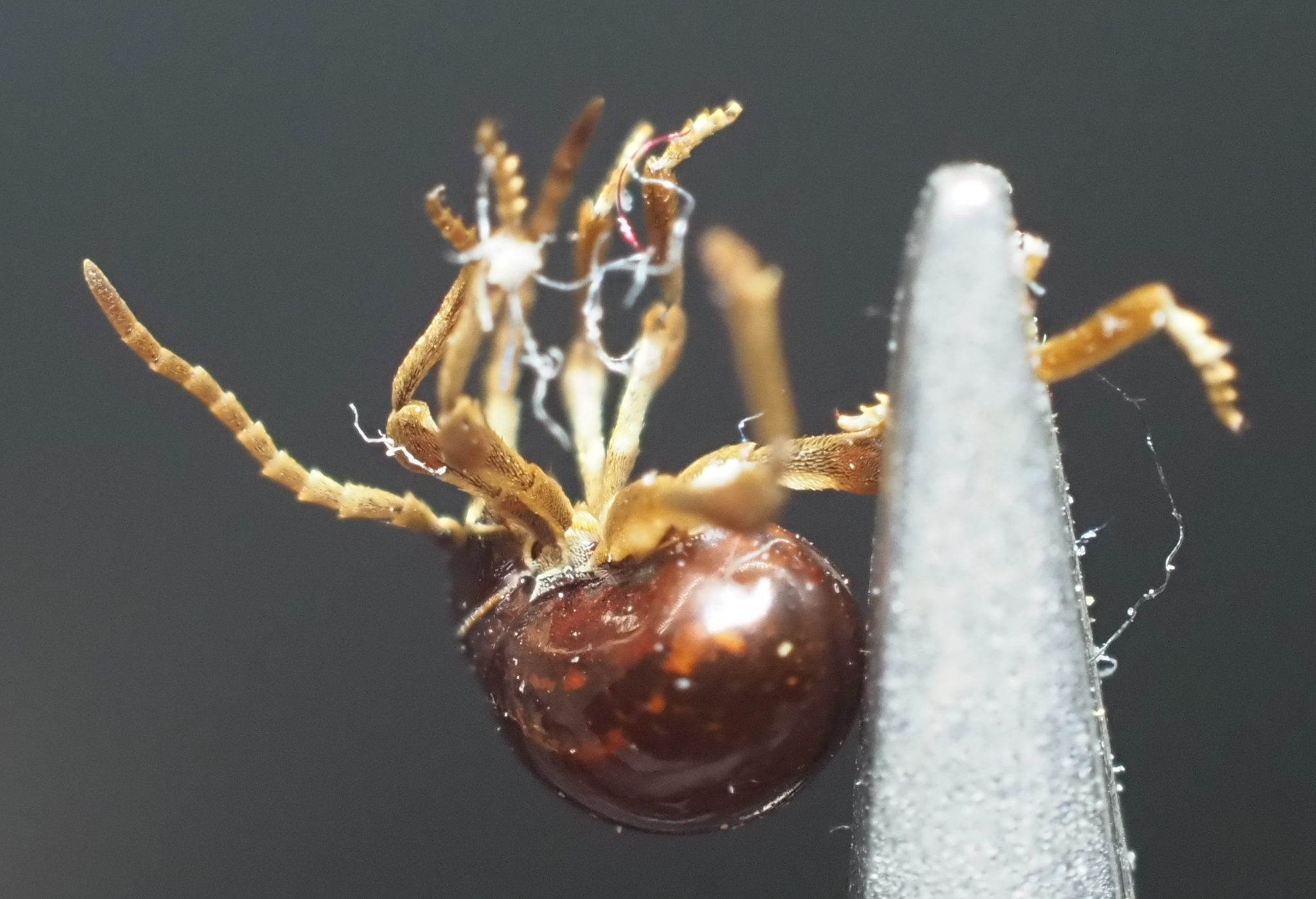 Gibbium aequinoctiale Boieldieu, 1854