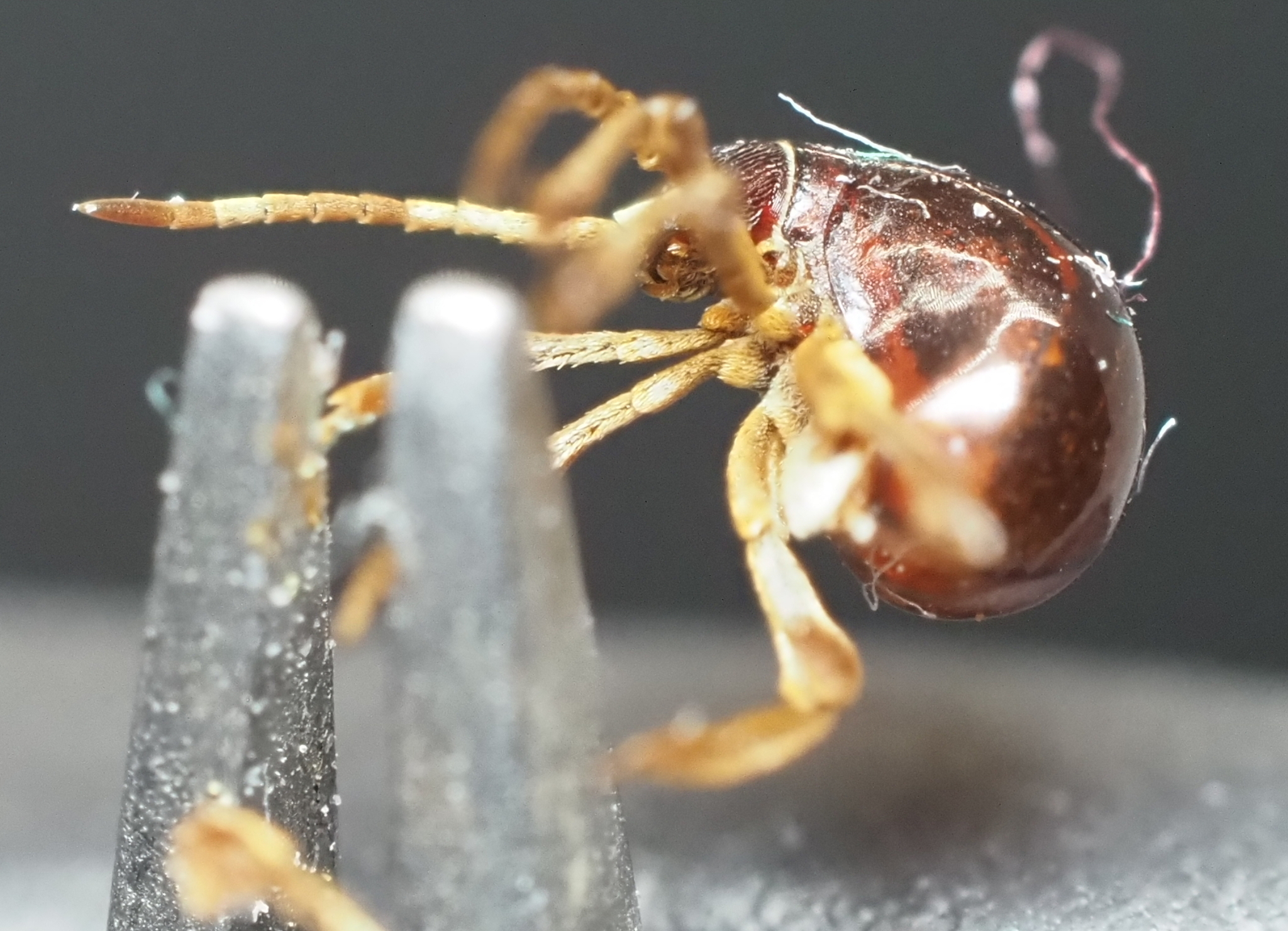 Gibbium aequinoctiale Boieldieu, 1854