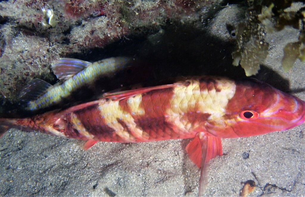 Bluestriped Goatfish from Sydney NSW, Australia on March 30, 2023 at 07 ...