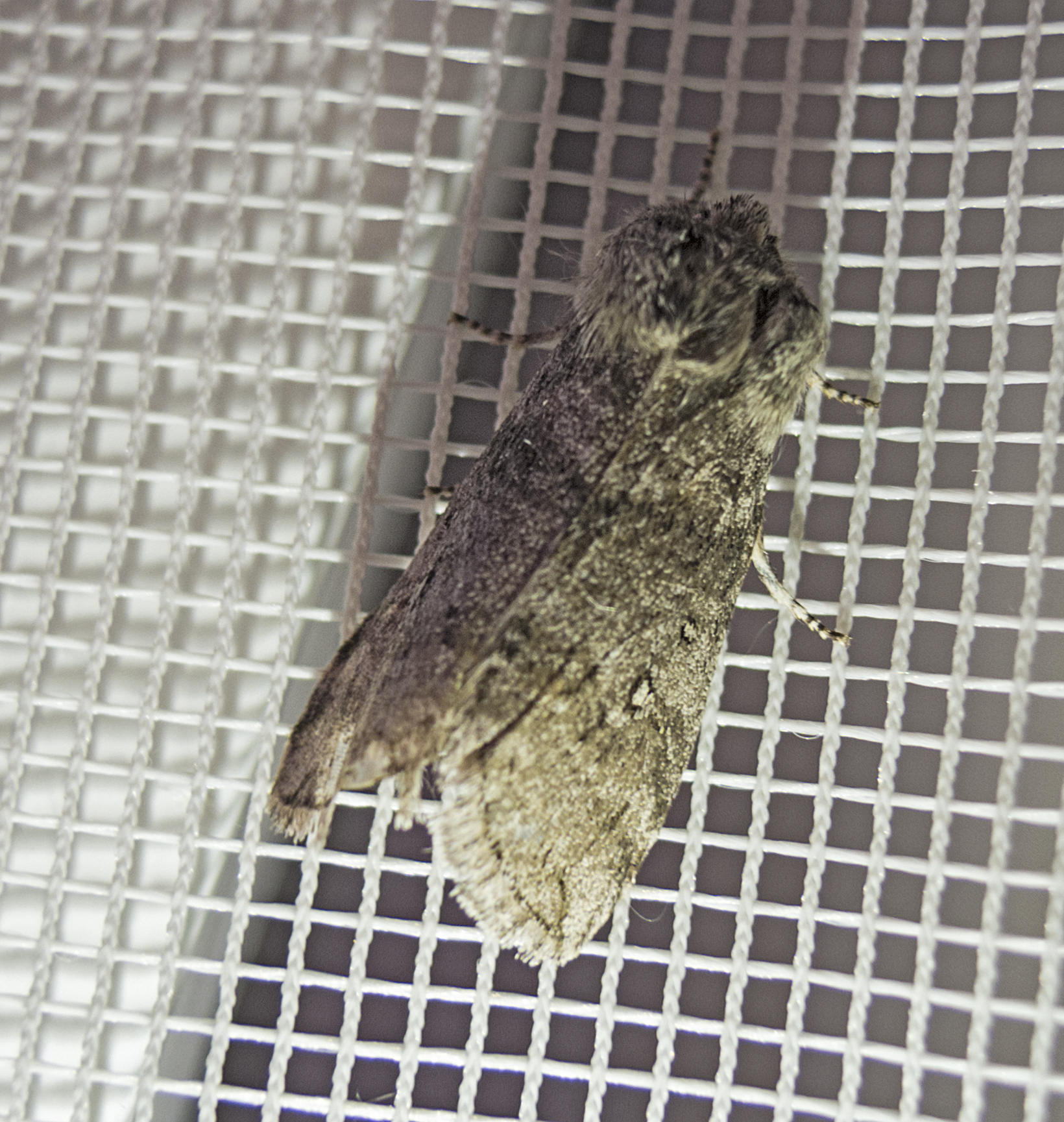 Polyploca Hübner, 1821