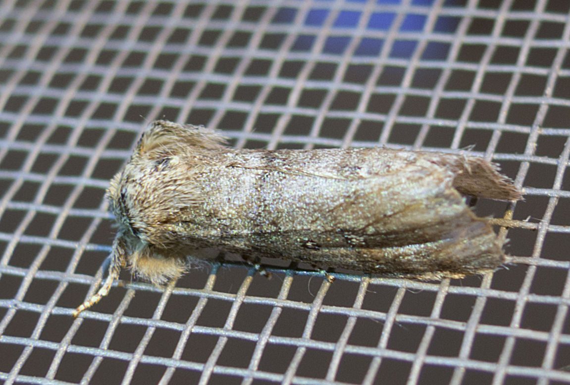 Polyploca Hübner, 1821